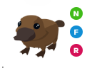 Adopt Me Items > Pet > Ultra-Rare > Platypus > NFR | Buy cheap on ...